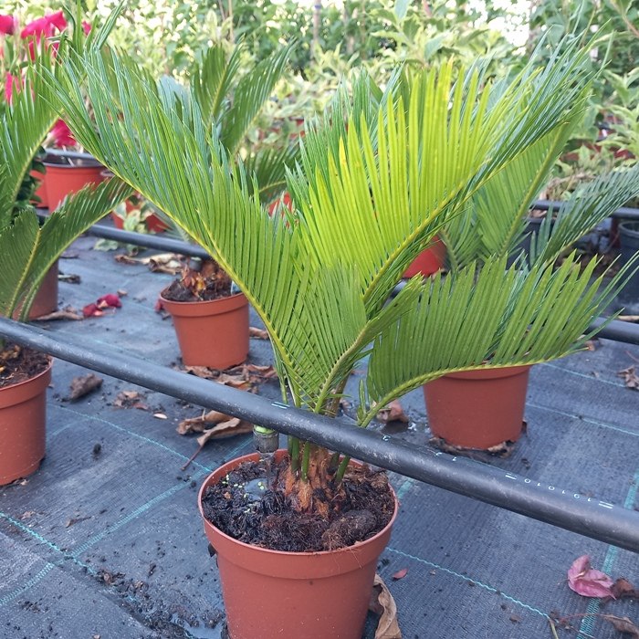 Cikas Palma 30 cm
Cikas palma – Sago palma – Cycas revoluta