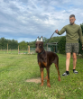 Doberman TOP mužjak 7 meseci