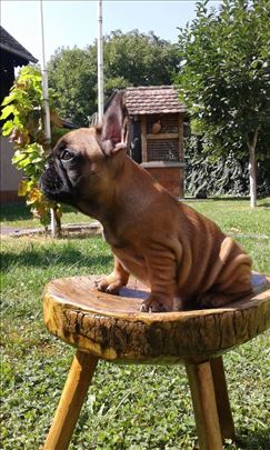 Francuski buldog, vrhunsko štene