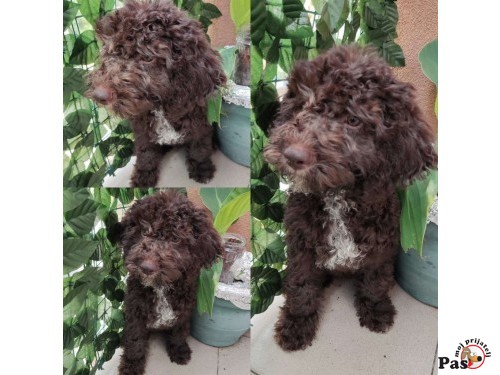 LAGOTTO ROMAGNOLO