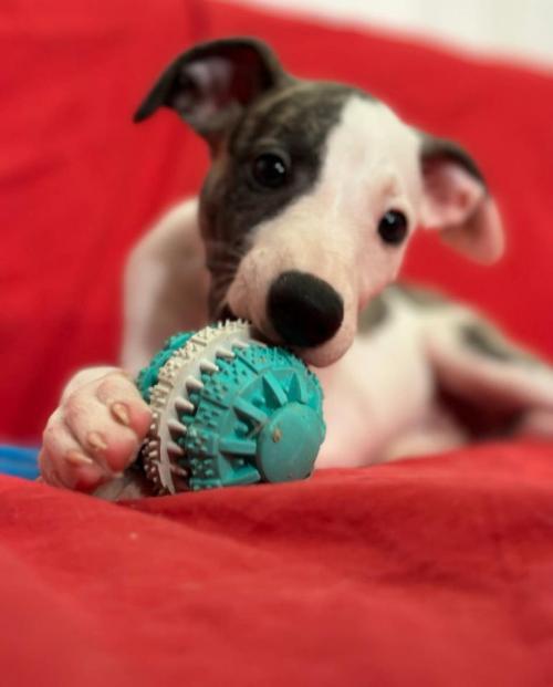 Prodajem druželjubive i razigrane štence malog engleskog hrta- Whippet.