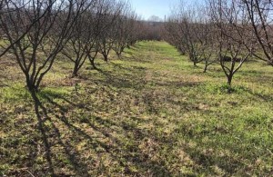 Na prodaju plantaza lesnika na Drini