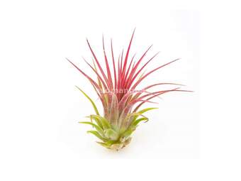 Tillandsia ionantha rubra