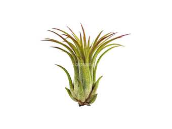 Tillandsia ionantha