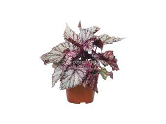 Begonia rex