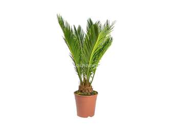 Cycas palma 50cm