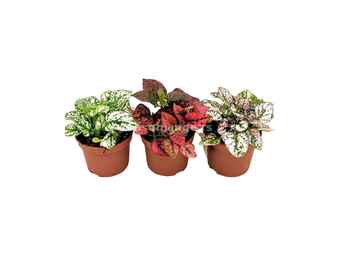 Hypoestes mix