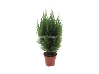 Juniperus stricta