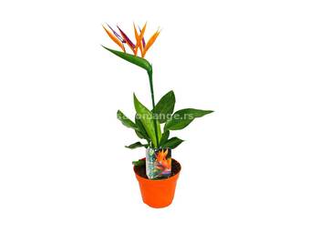 Strelitzia reginae 100cm