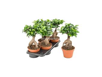 Ficus Bonsai Ginseng 25cm