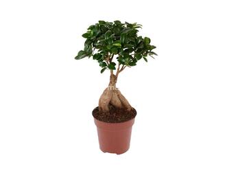 Ficus Bonsai Ginseng 40cm