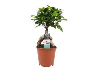 Ficus Bonsai Ginseng 35cm