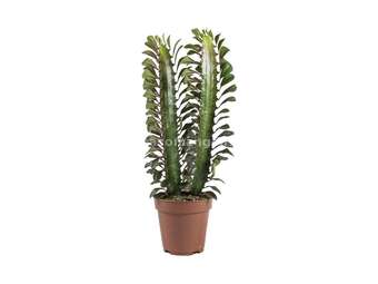 Euphorbia trigona