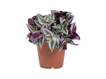 Tradescantia albiflora 20cm