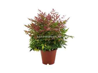 Nandina domestica