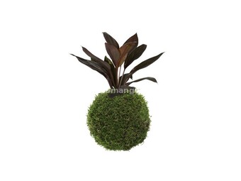 Kokedama Cordyline