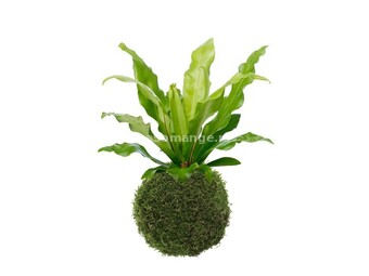 Kokedama Asplenium nidus