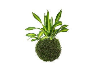 Kokedama Dracaena fragrans