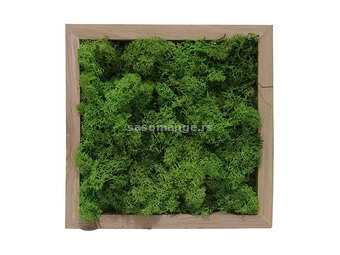 Mahovina slika natur 20x20