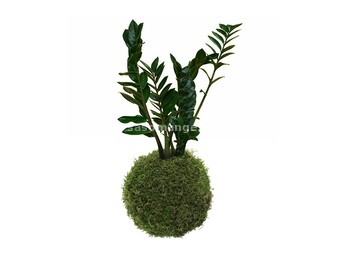 Kokedama Zamioculcas zamiifoila