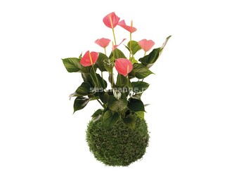 Kokedama Anthurium pink