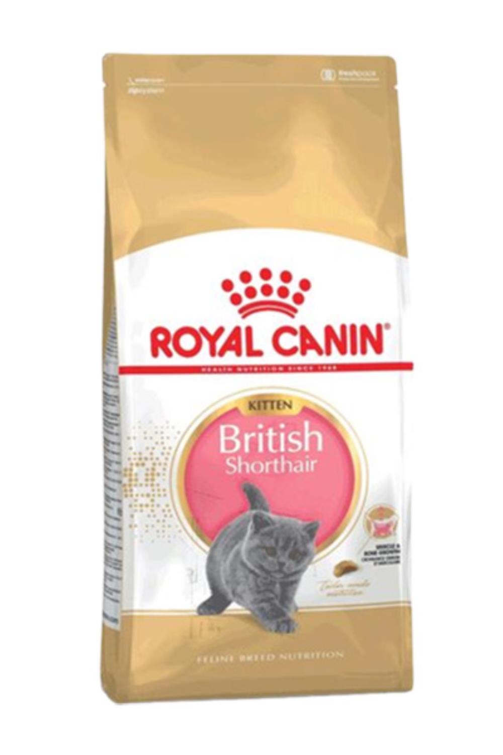 RC British ShortHair kitten 2kg