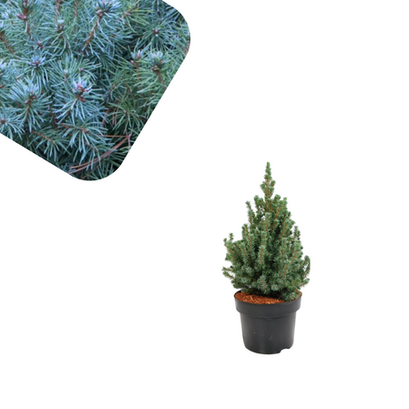 Picea glauca Sander Blue