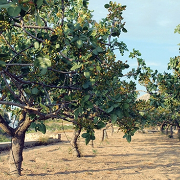 Pistaci sadnica