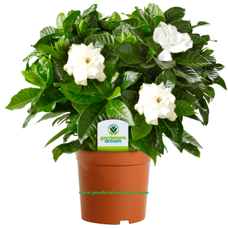 Sobni Jasmin – Gardenia