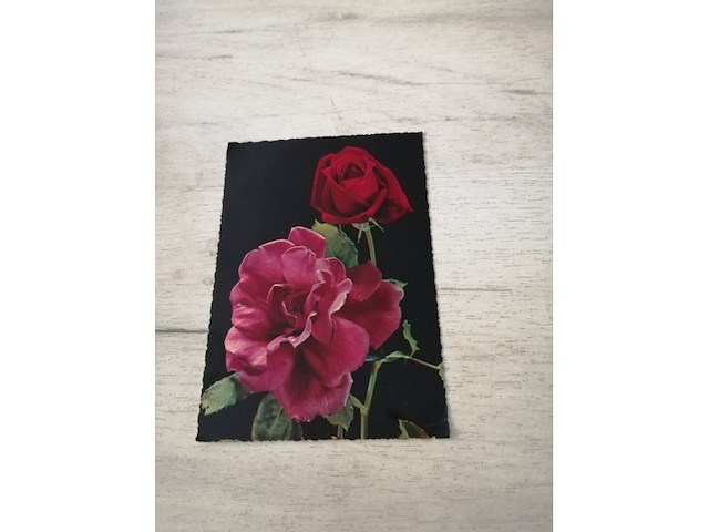 Razglednica - Ruže