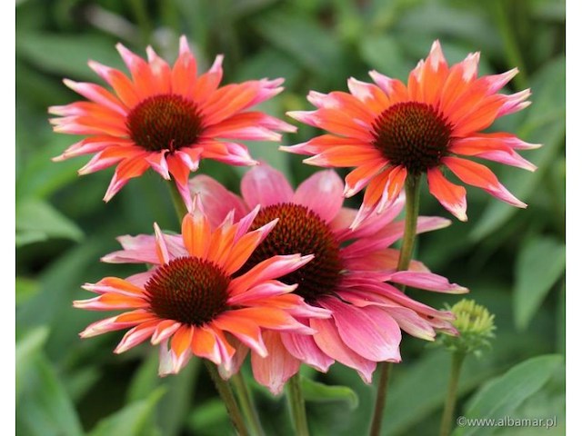 Ehinacea - Echinacea flamingo