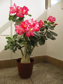 Adenium Obesum - 5 mix semenki (2023.)