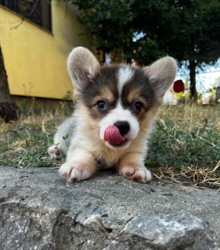 Velski korgi/Welsh Corgi Pembroke