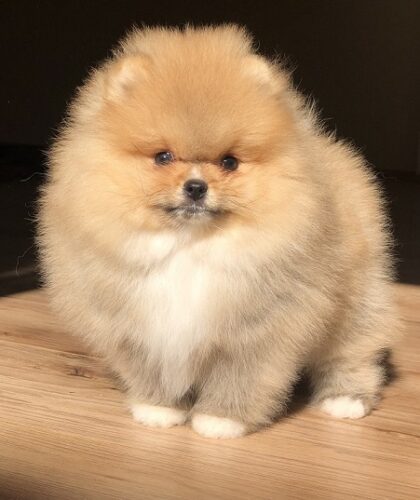 Pomeranski špic,Pomeranian,Pomeranac,Boo štenci