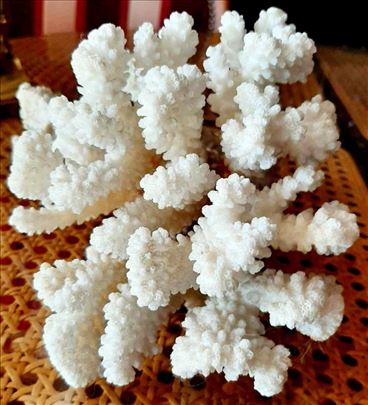 Grana pravog belog korala