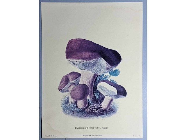 Gljiva vrganj Boletus badius poster