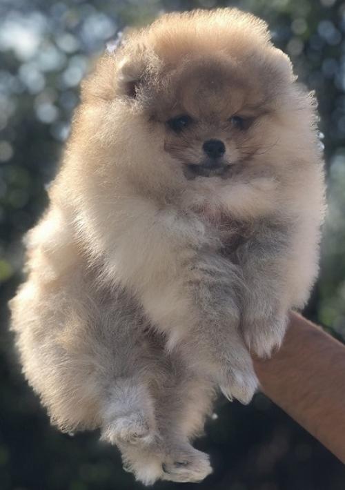 Pomeranski špic,Pomeranac,Pomeranian,Boo štenci