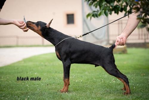 Doberman štenad