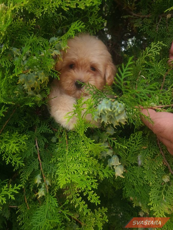 Maltipoo štenci