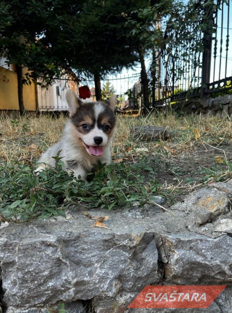 Welsh Corgi Pembroke prelepi stenci