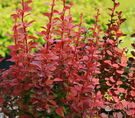 Berberis vulgaris crveni