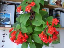 KOHLERIJA (Kohleria eriantha) BILJKA