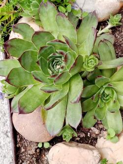 Cuvarkuca (Sempervivum)