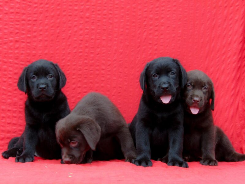 Labrador Retriver TOP PONUDA