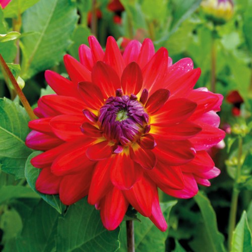 Dahlia P - Decorative Terrone 1/1