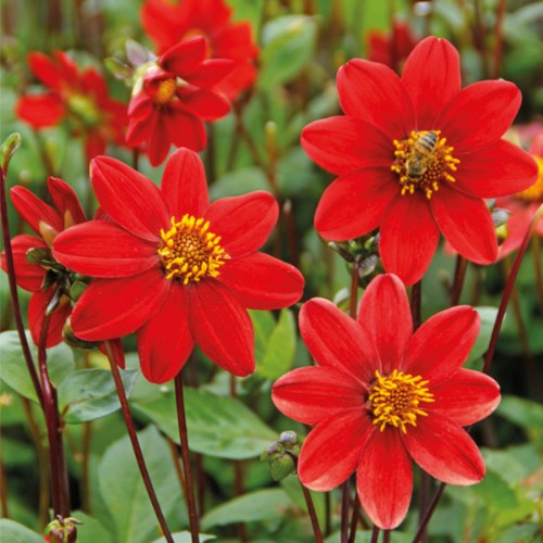 Dahlia P - Topmix Red 1/1