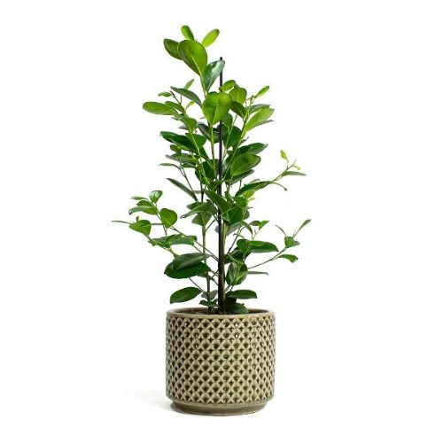 Ficus micr. Moclame rek 24/90