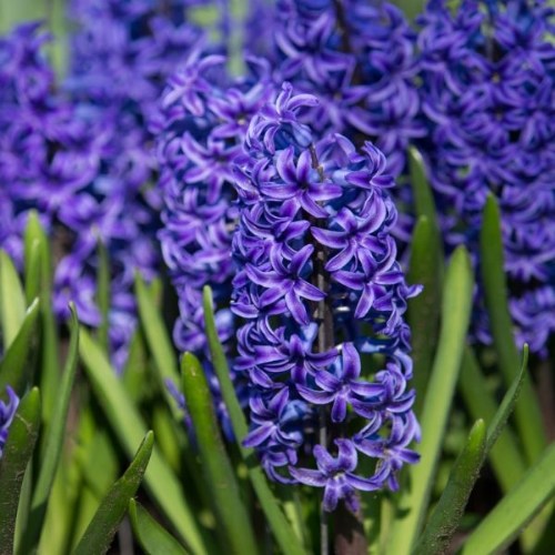 Hyacinthus blue jacket 3/1