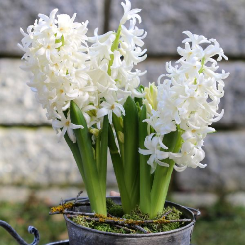 Hyacinthus carnegie 3/1