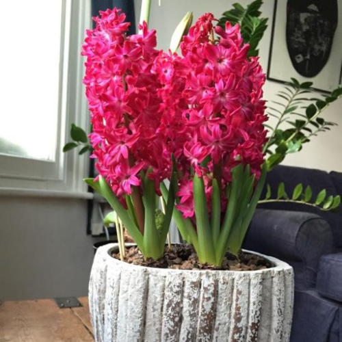 Hyacinthus jan bos 3/1